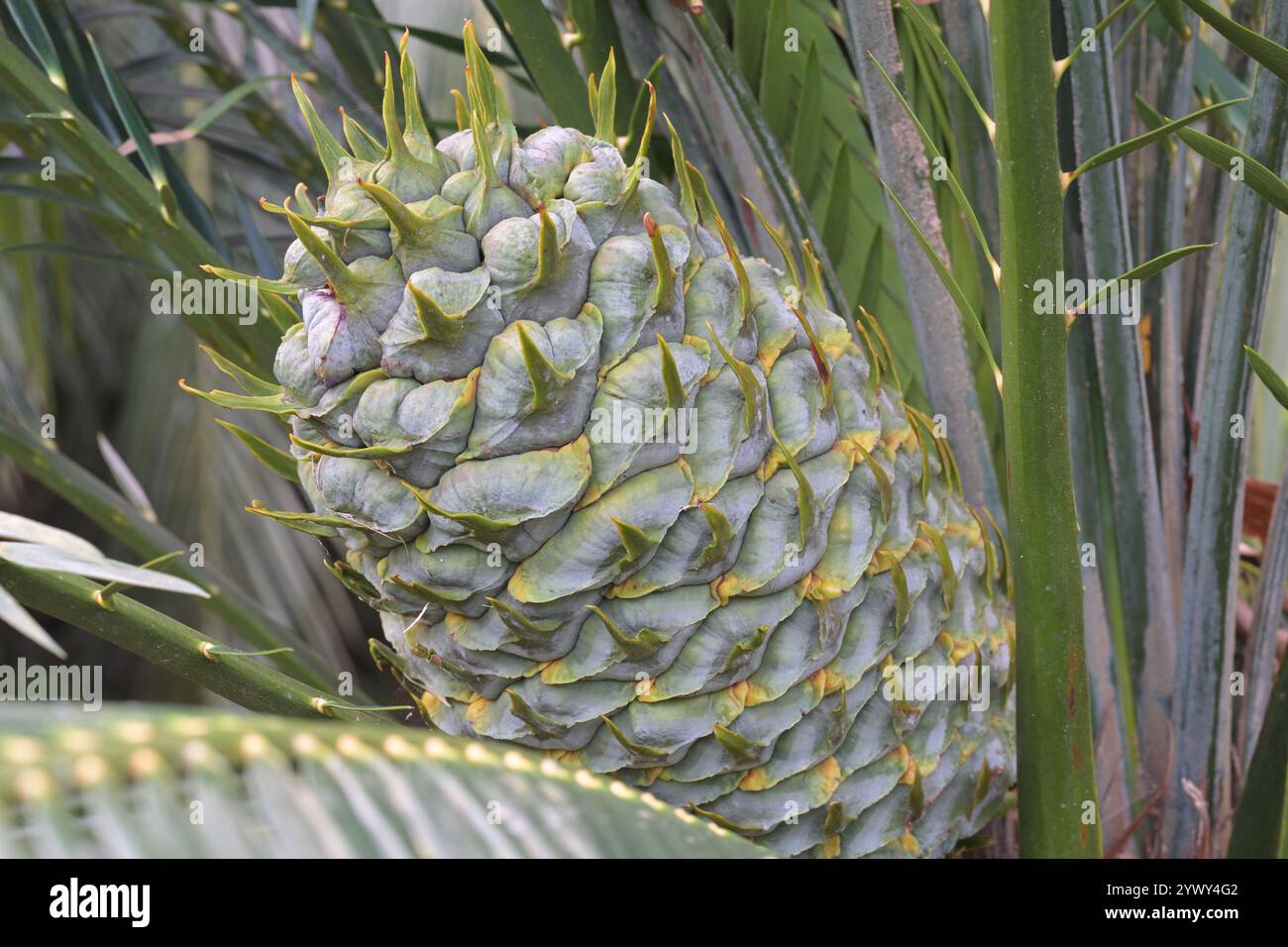 Sao Miguel Island Azores Portugal Plants Stock Photo - Alamy