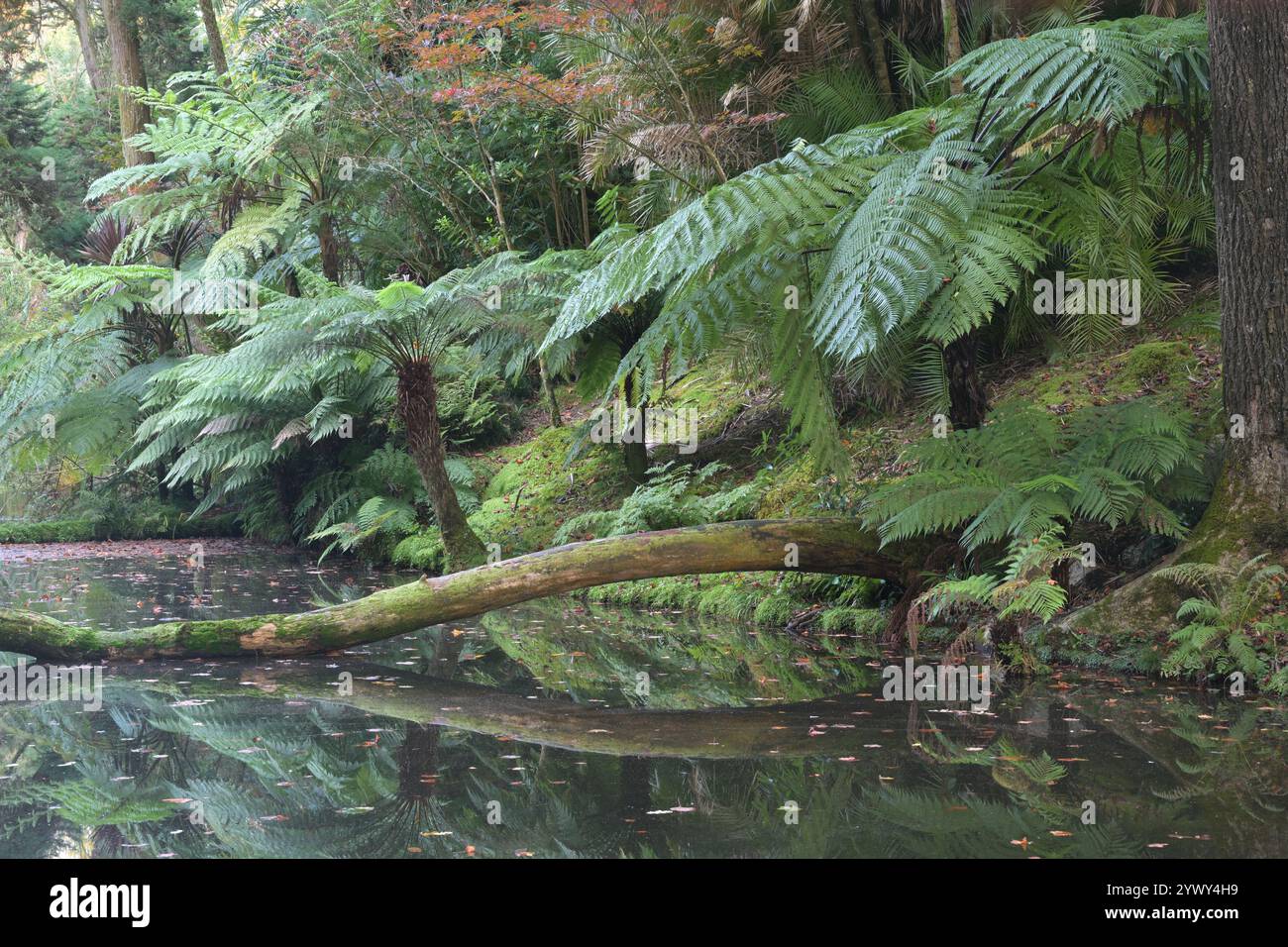 Sao Miguel Island Azores Portugal Plants Stock Photo - Alamy