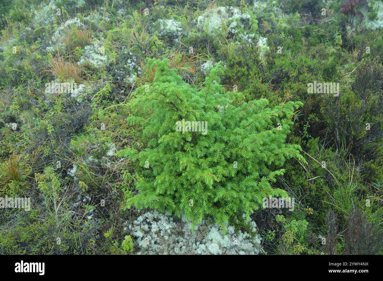 Sao Miguel Island Azores Portugal Plants Stock Photo - Alamy