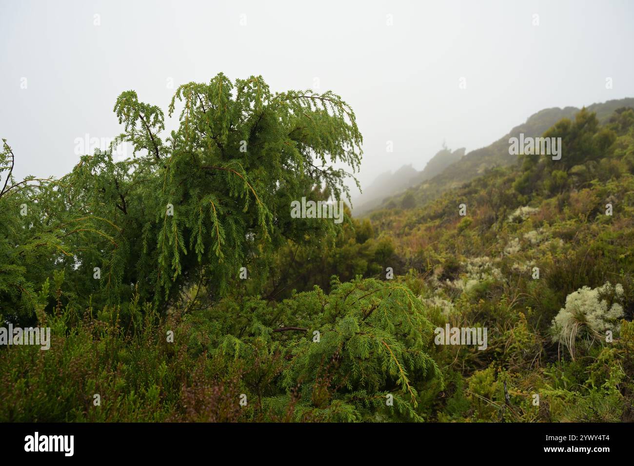 Sao Miguel Island Azores Portugal Plants Stock Photo - Alamy
