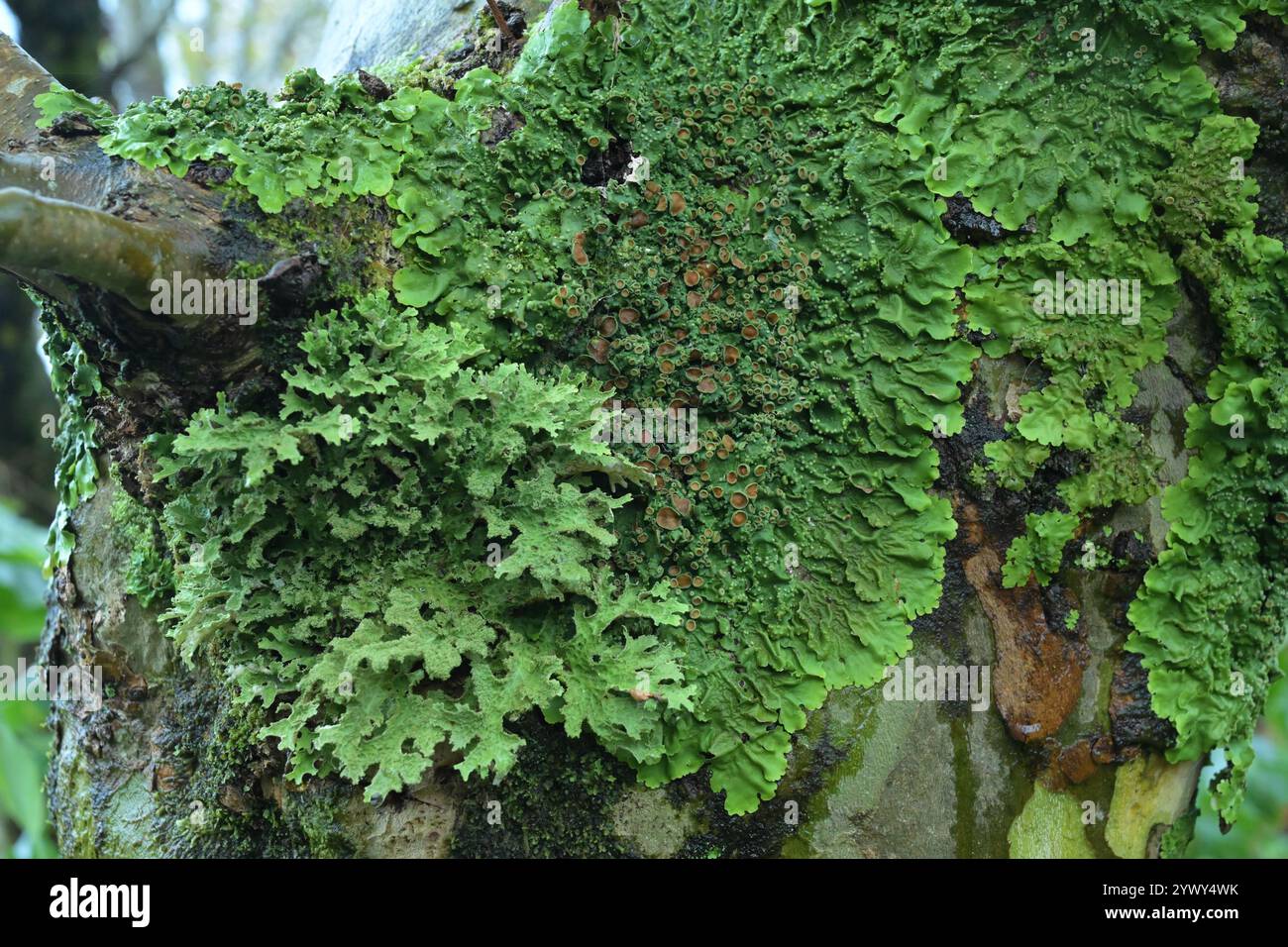 Sao Miguel Island Azores Portugal Plants Lichen moss and ferns Stock Photo - Alamy