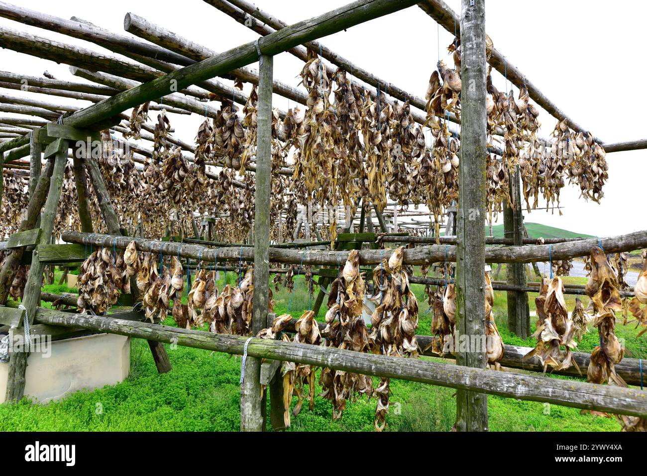 Fish drying. Reykjanes peninsula, Iceland Stock Photo - Alamy