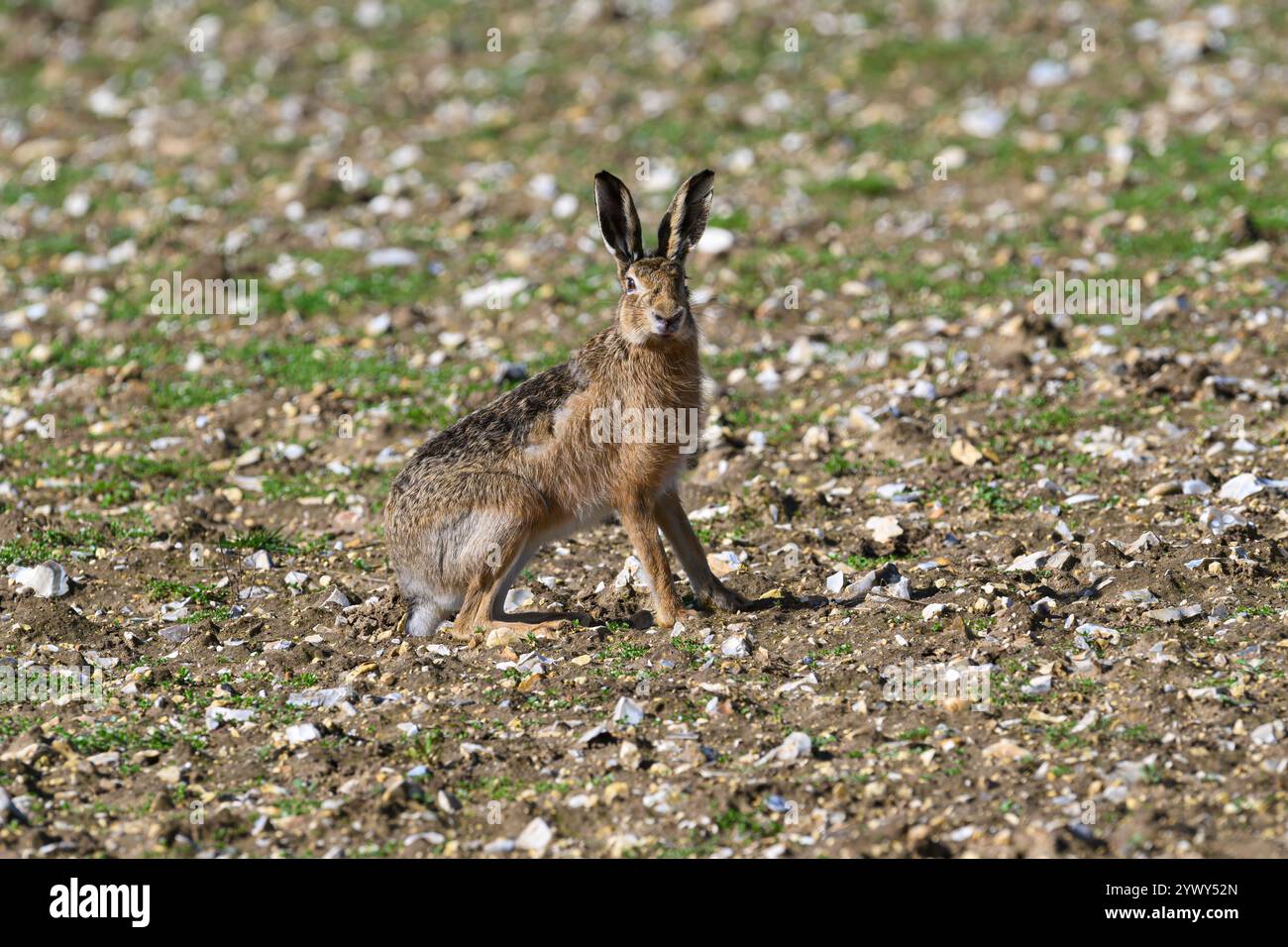 Brown Hare sitting, Choseley, Norfolk Stock Photo - Alamy