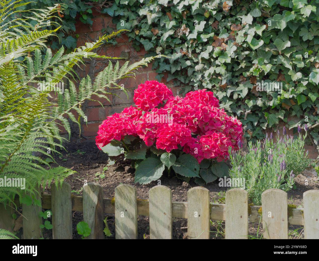 A group of pink hydrangea flower plants growing during summer in the ...