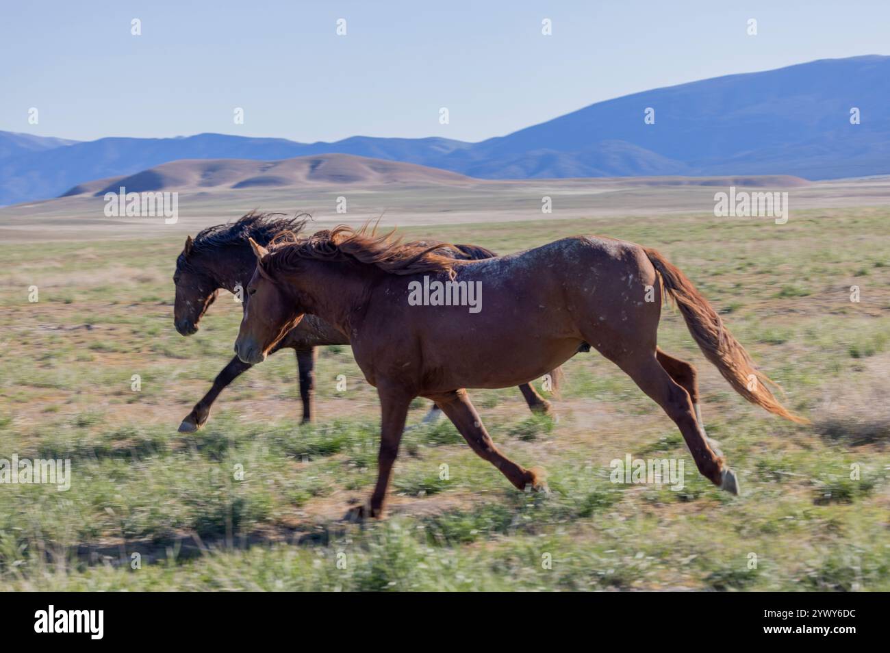 Wild Horses in the Utah desert Stock Photo - Alamy