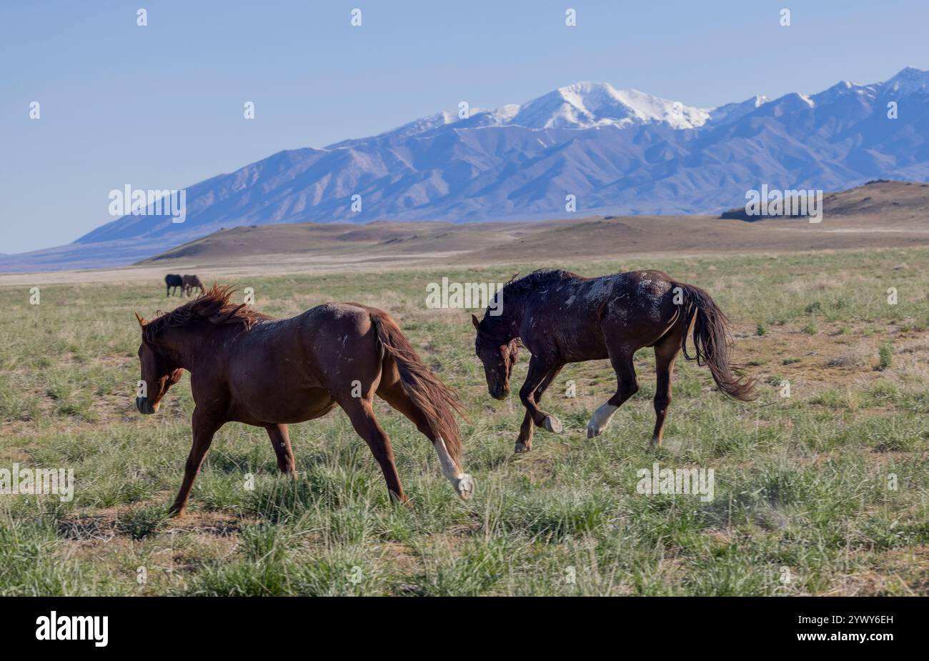Wild Horses in the Utah desert Stock Photo - Alamy