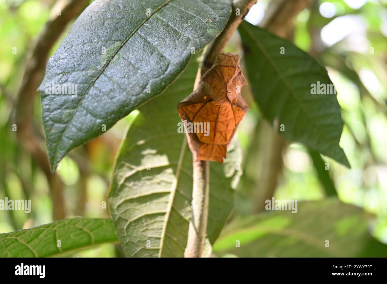 Soft focus, ventral view of a pupa of a Sri Lankan birdwing butterfly ...