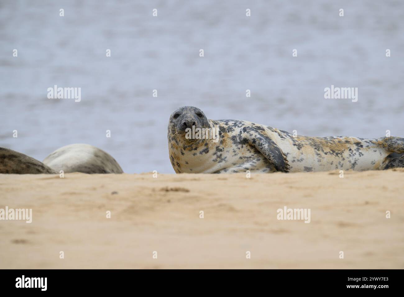 Halichoerus grypus horsey norfolk seals seal hi-res stock photography and images - Alamy