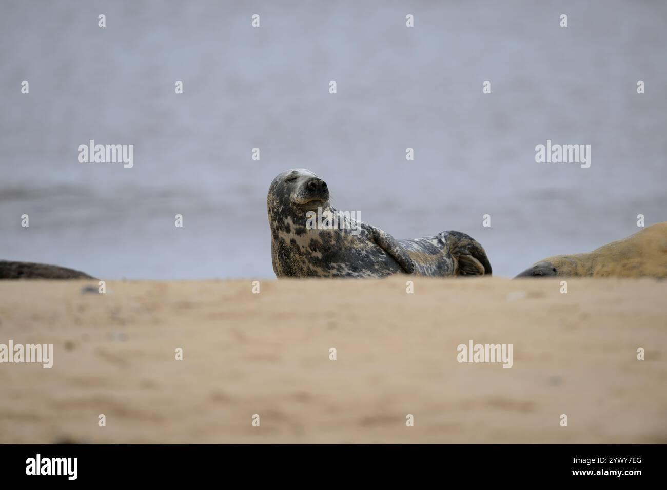 Halichoerus grypus horsey norfolk seals seal hi-res stock photography ...