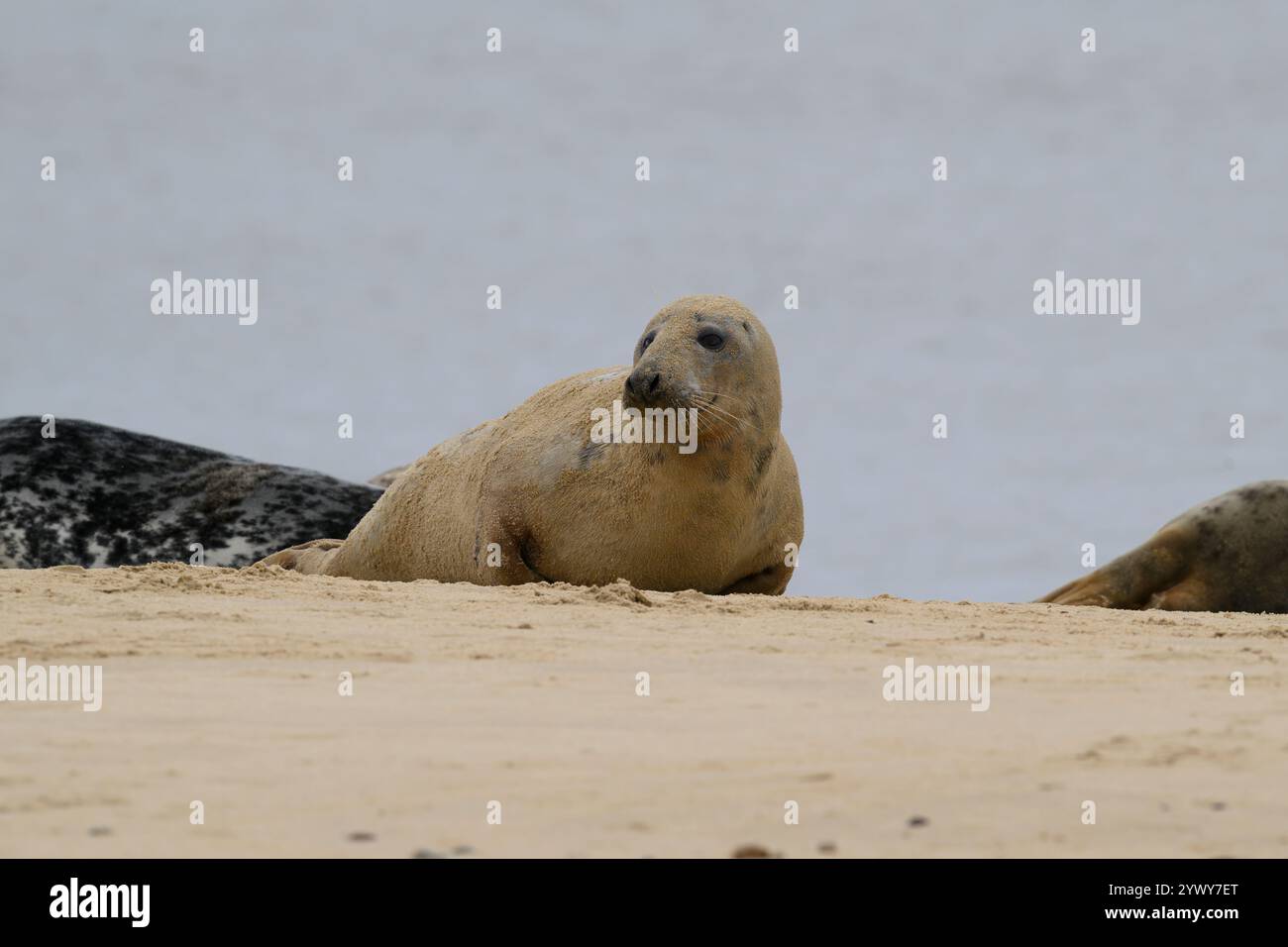 Seal of norfolk hi-res stock photography and images - Alamy