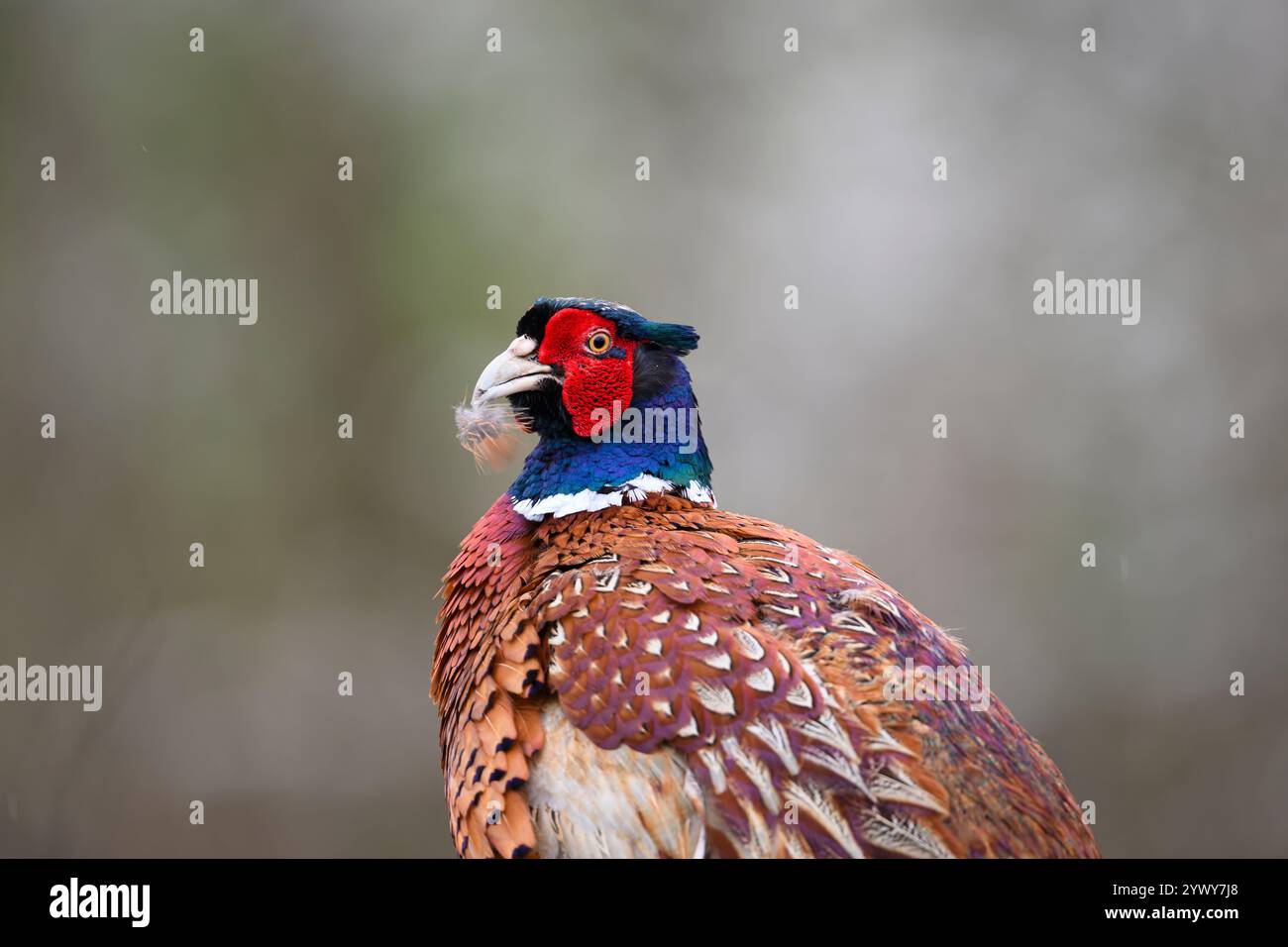 Golden pheasant red birds hi-res stock photography and images - Alamy