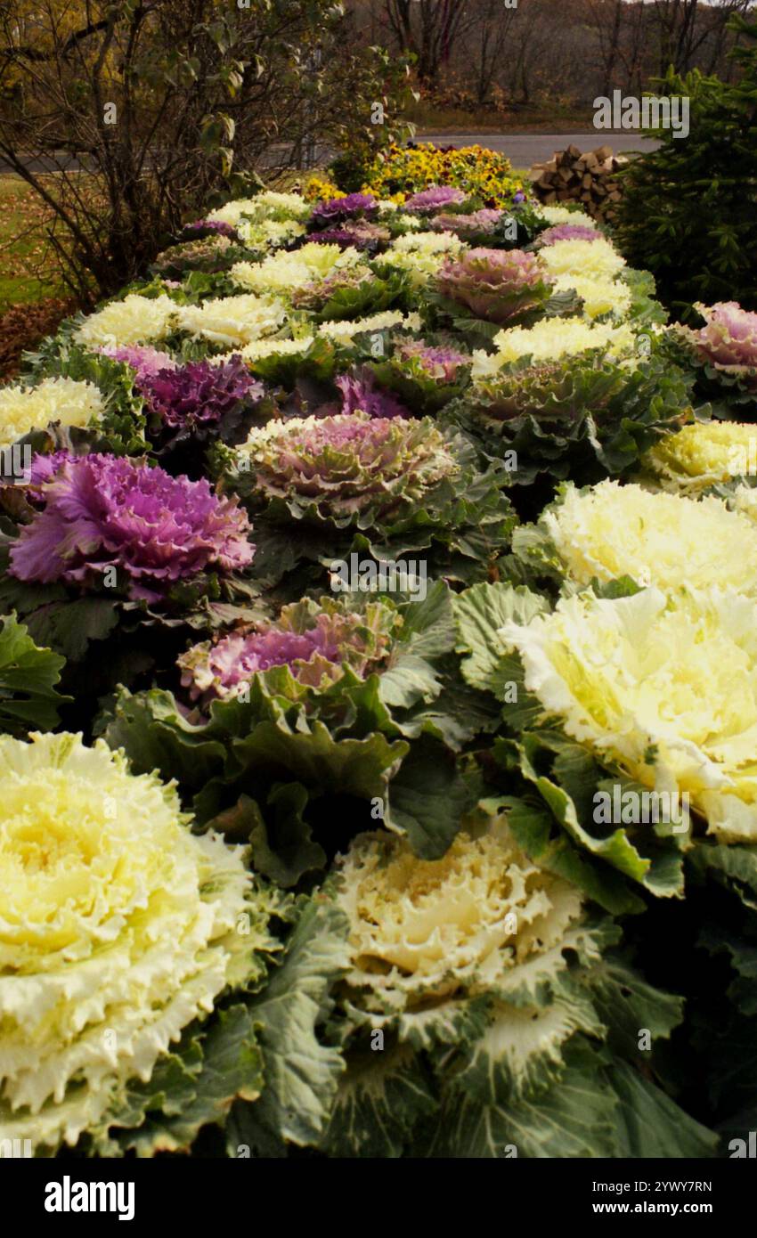 Ornamental cabbage flowers hi-res stock photography and images - Alamy