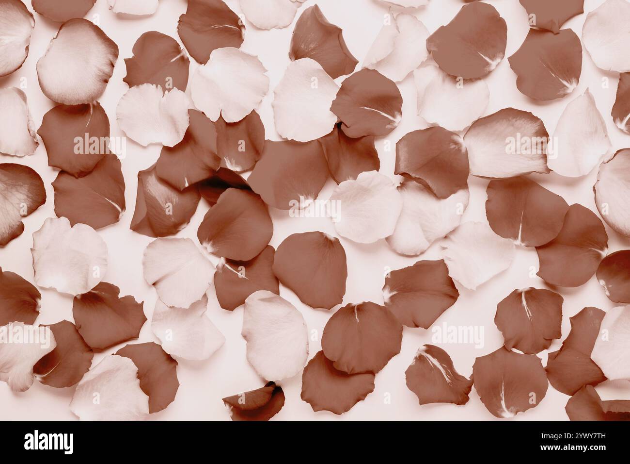 Romantic spa background of rose petals in mocha mousse color Stock ...