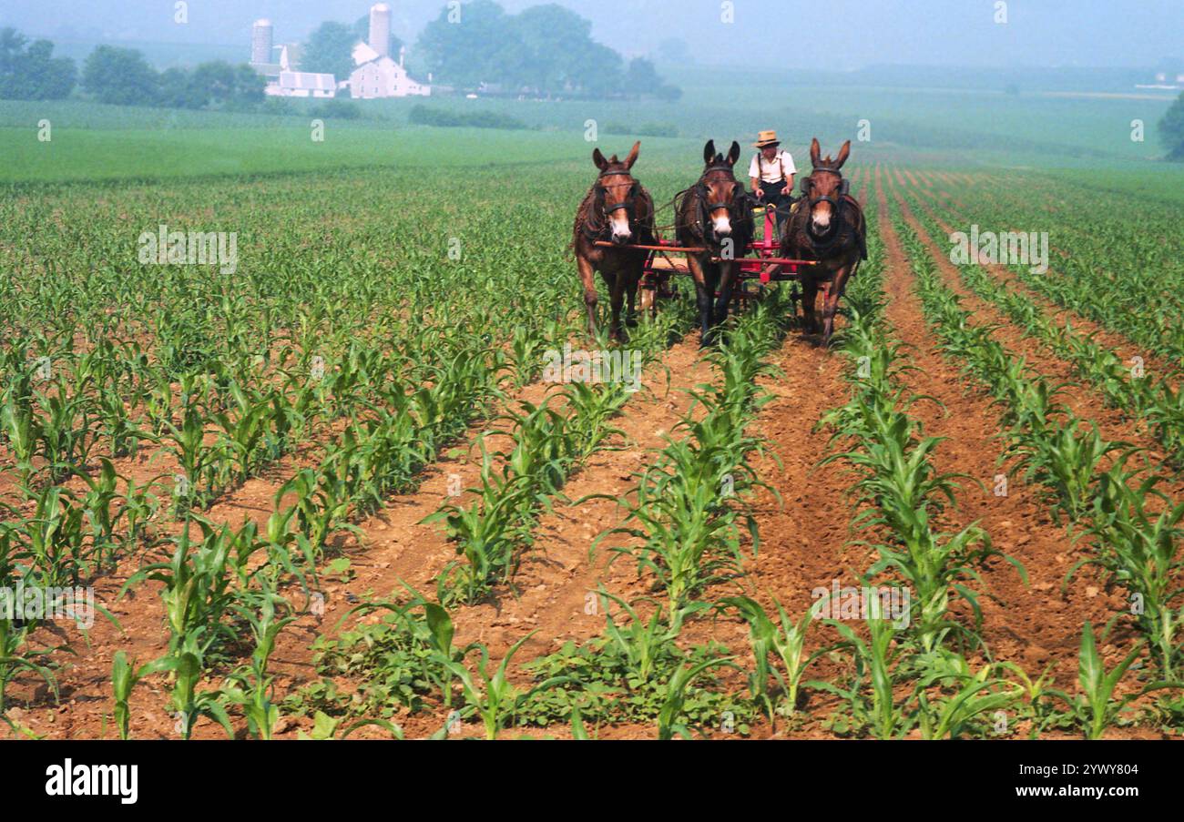 Pennsylvania, USA, approx. 1986. Amish farmer on the field with mules ...