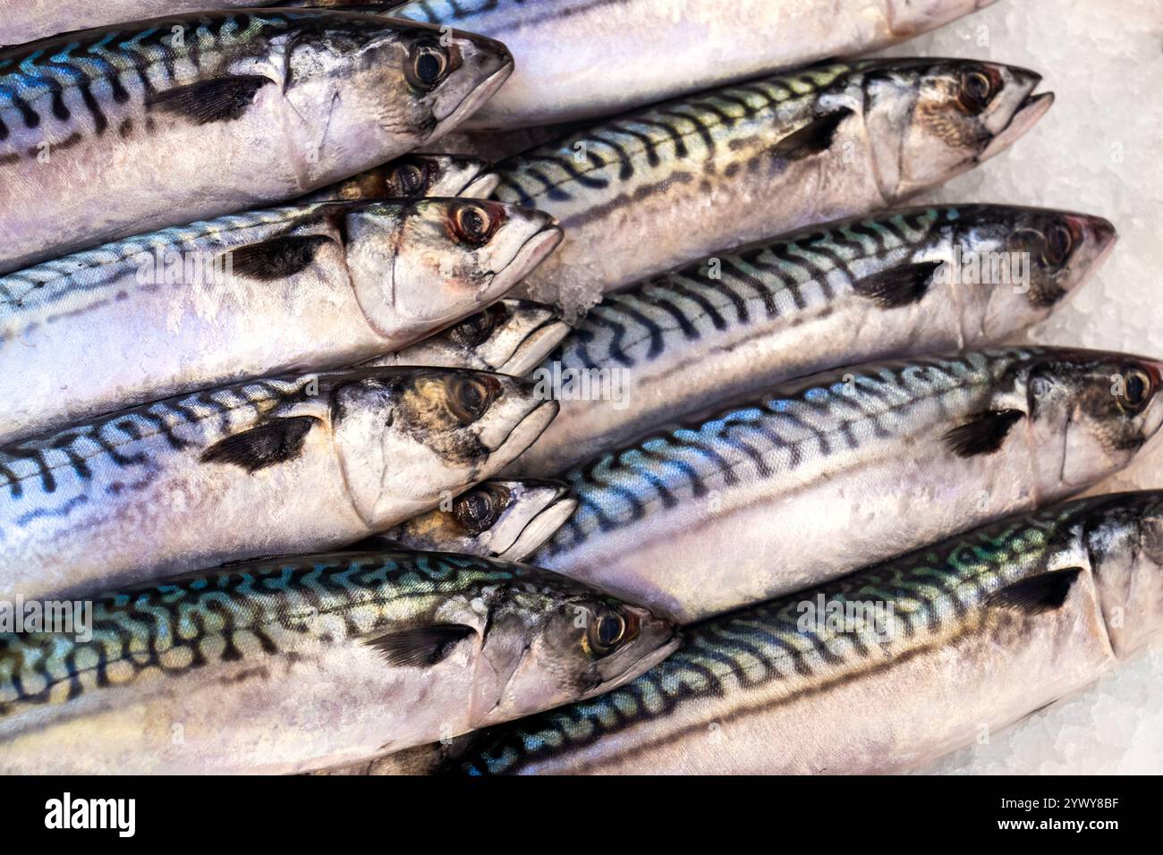 Seafood - Mackerel fish on ice. Mackerel is consumed worldwide. As an ...
