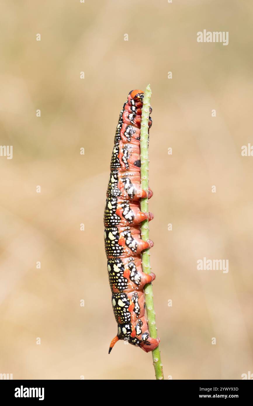Spurge hawk -Hyles euphorbiae-, Lac du Lauzon, Arvieux, Alpes-de-Haute ...