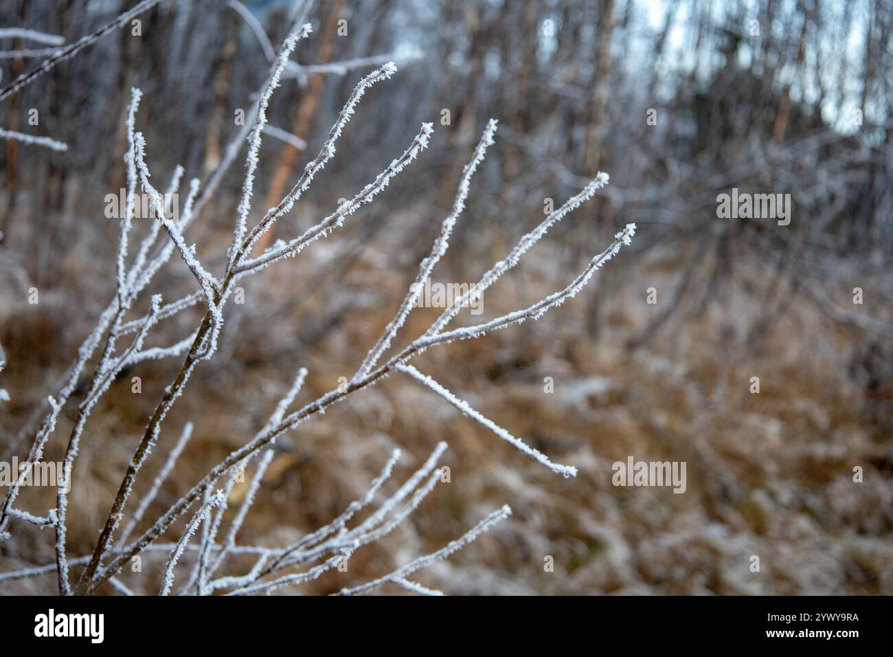 Arctic winter nature photography in Kiruna Swedish Lapland ...