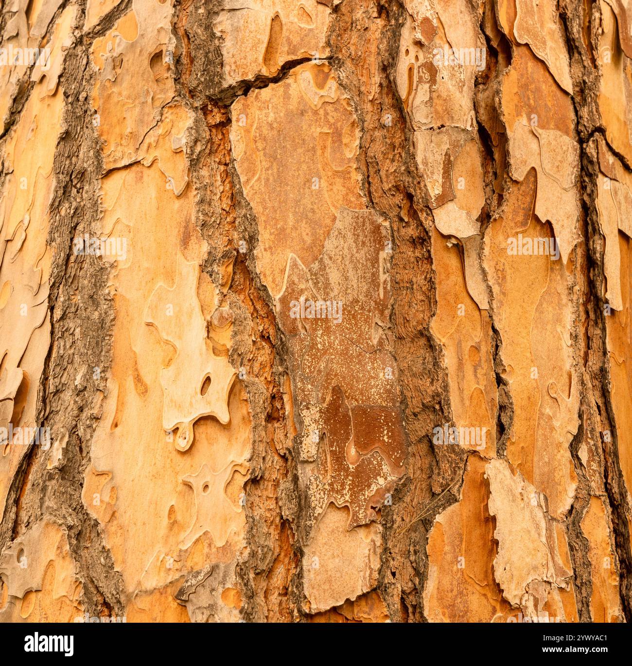 Maritime Pine, Pinus pinaster trunk symbol. Texture made of maritime ...