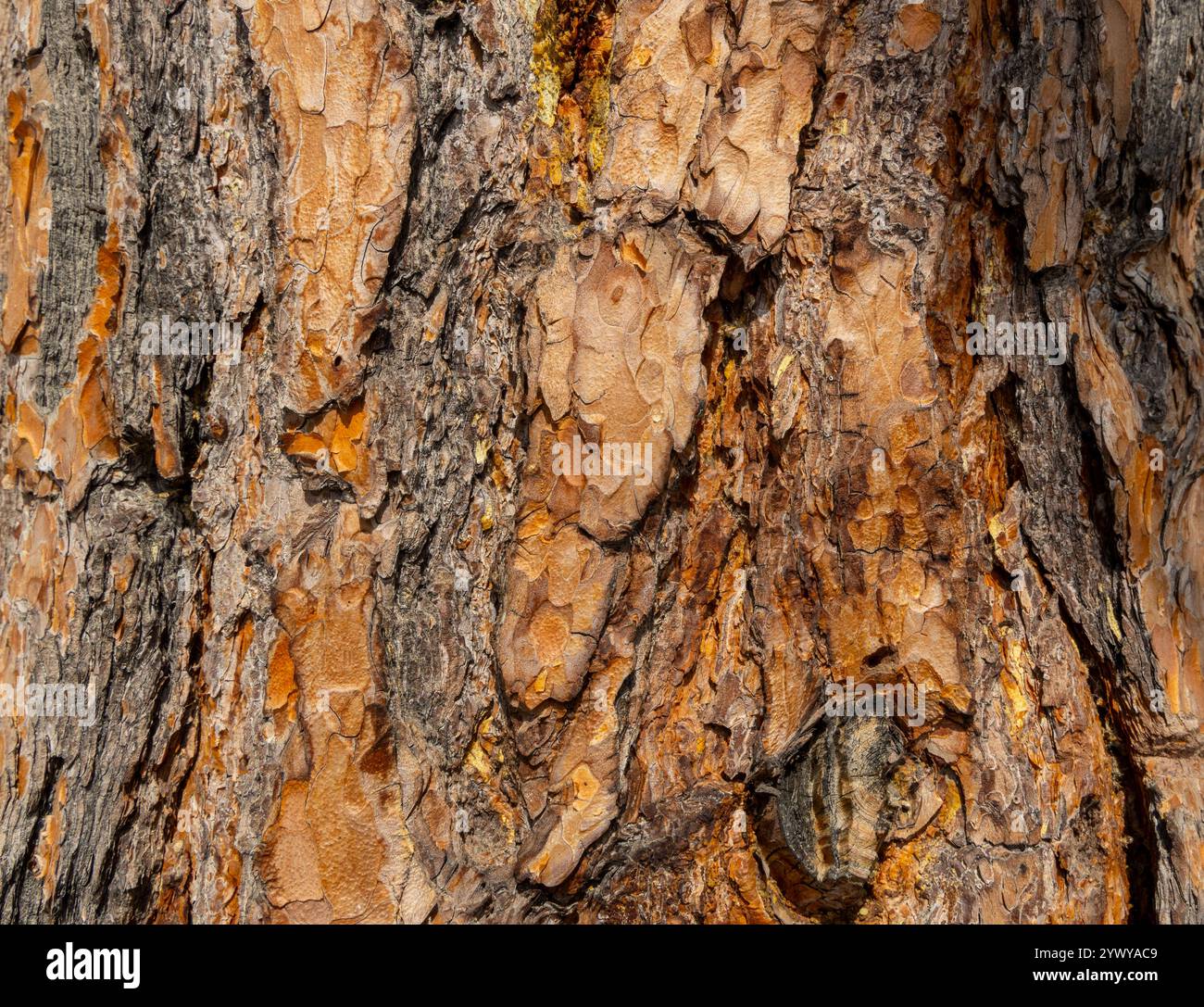 Maritime Pine, Pinus pinaster trunk symbol. Texture made of maritime ...
