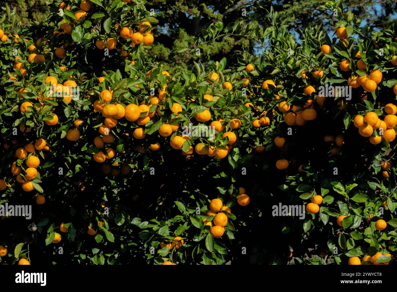 Prized Hallabong oranges along the Jeju Olle Trail, Seogwipo, Jeju ...
