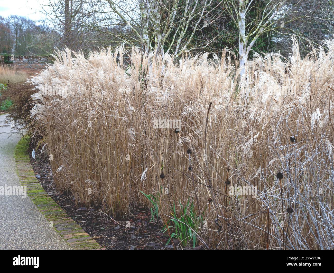 Ornamental grass flowering in a winter garden Stock Photo - Alamy