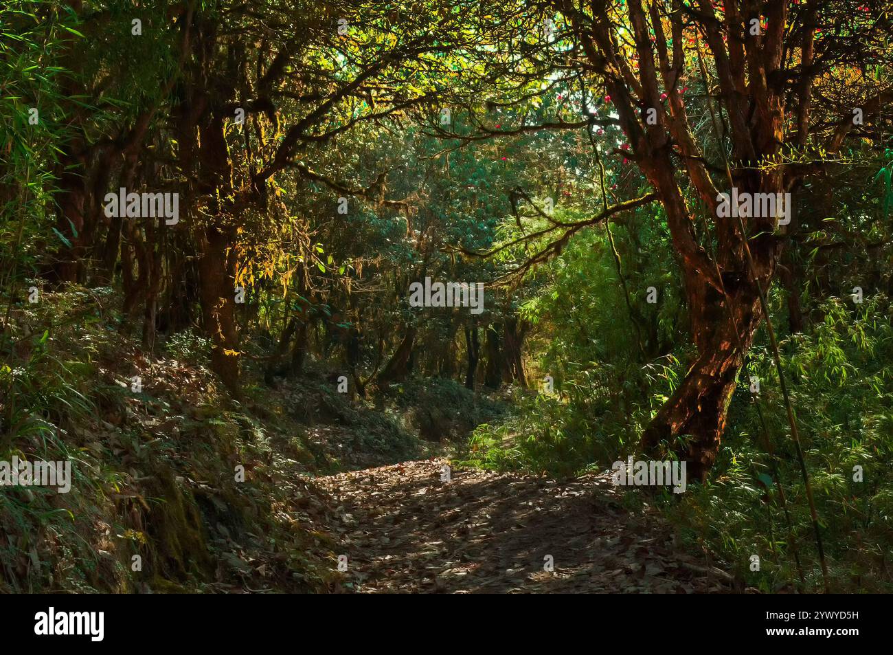 Trekking route through dense forest, from Hiley towards Varsey ...