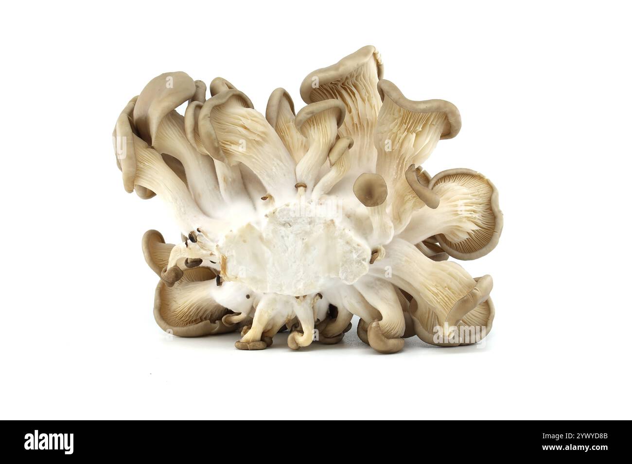 Natural forms close up Cut Out Stock Images & Pictures - Alamy