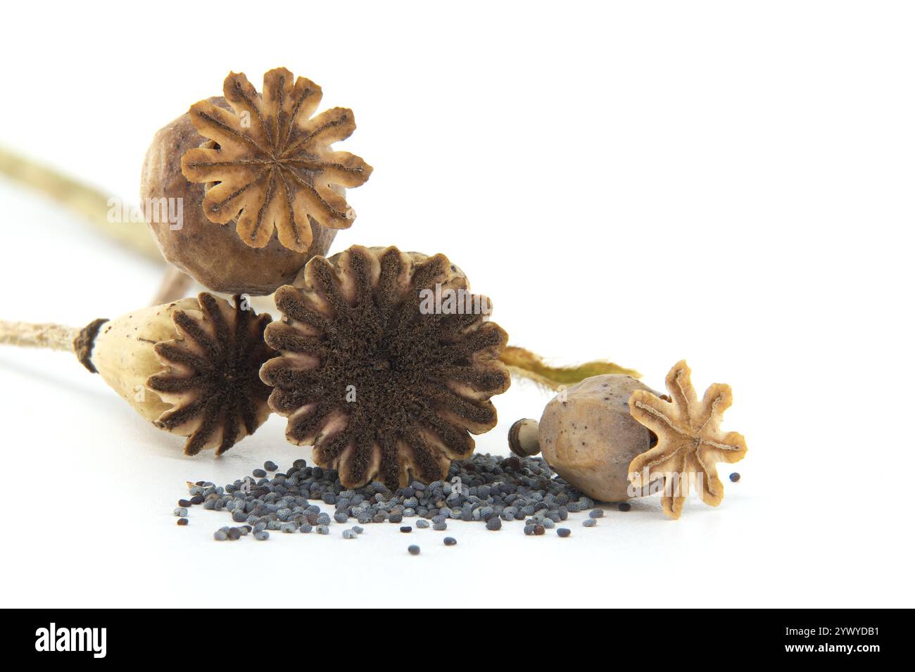 A detailed image showcasing dried poppy pods and scattered seeds ...