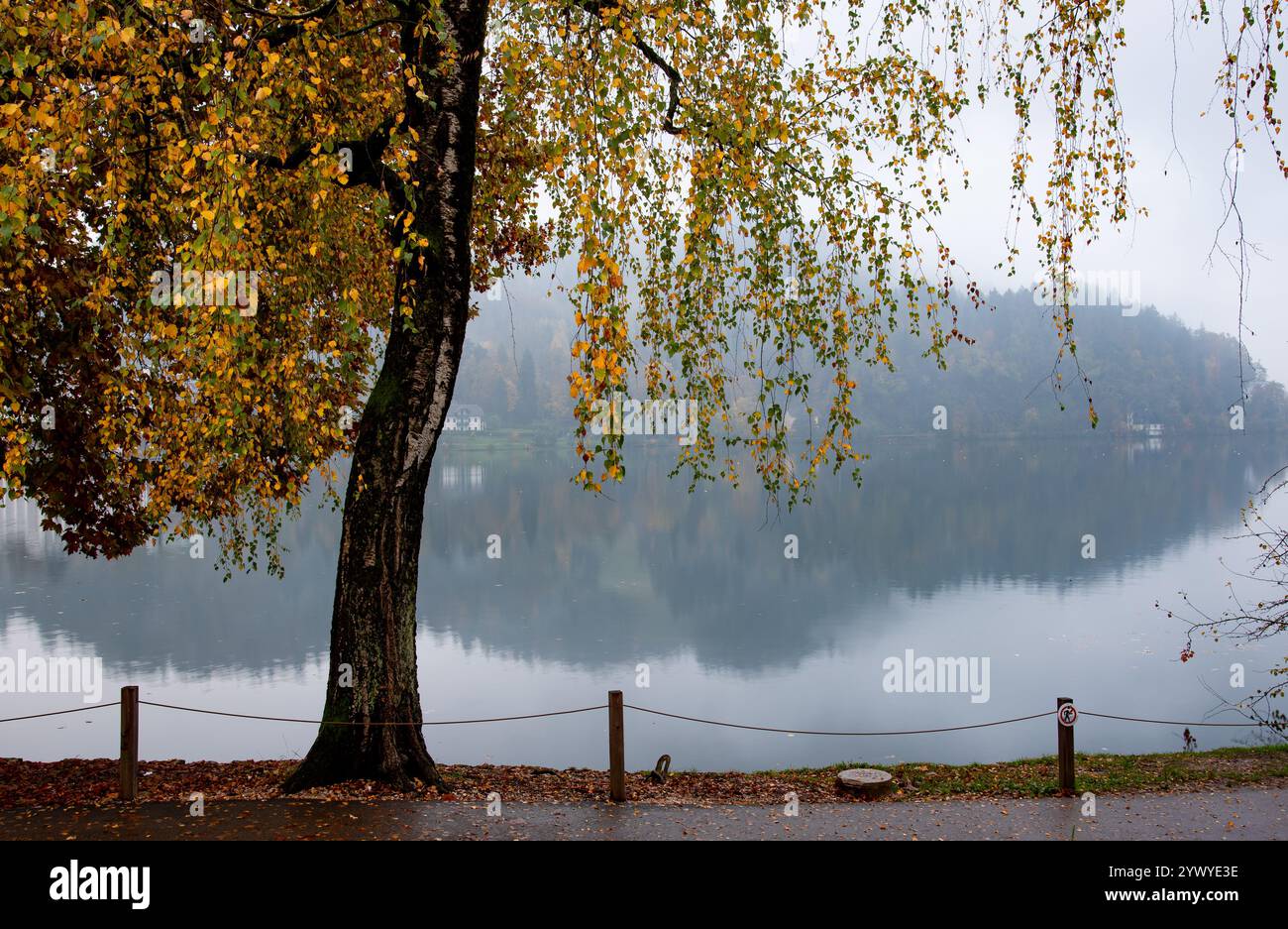 Birch tree with autumn leaves overhanging a misty lake Stock Photo - Alamy
