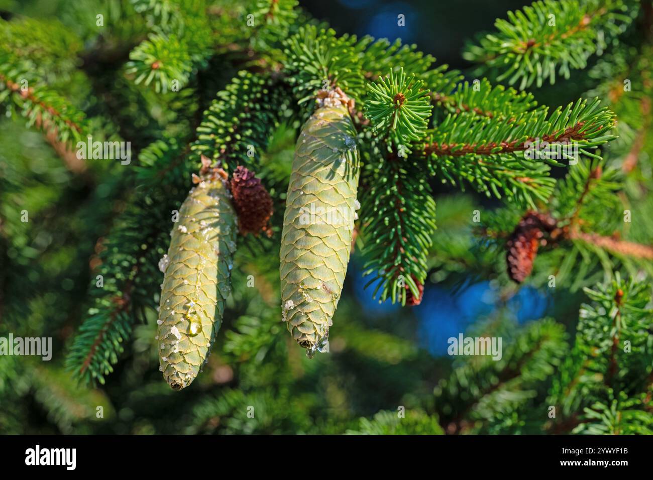 Spruce resin branches picea hi-res stock photography and images - Alamy