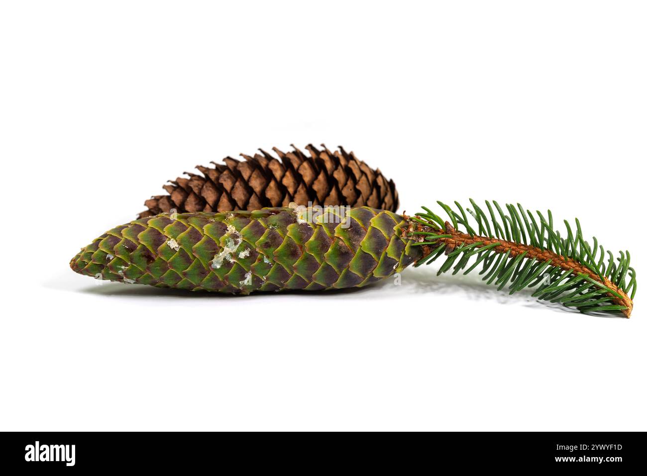 Spruce cones against a white background Stock Photo - Alamy