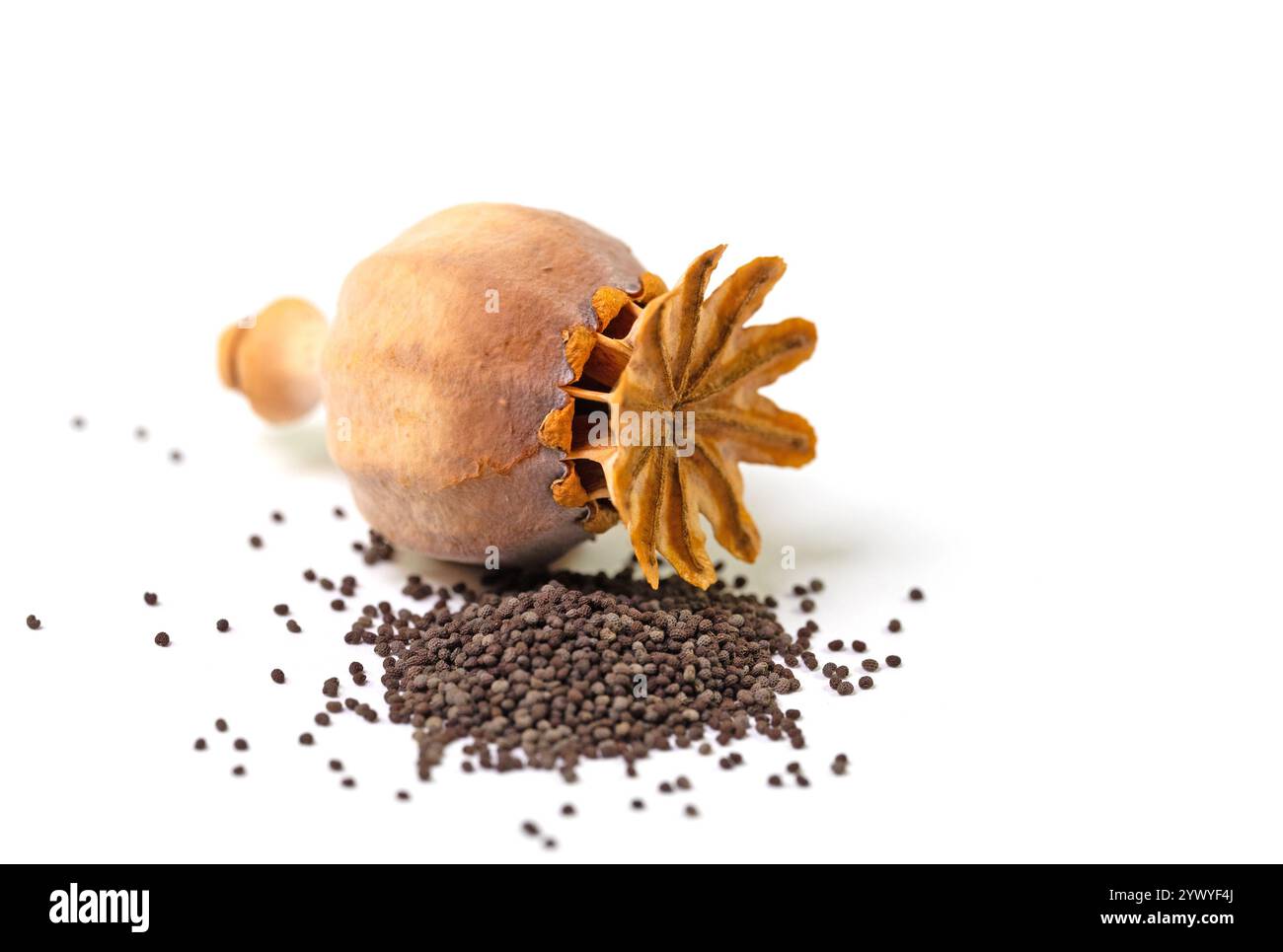Dried poppy capsules with seeds against a white background Stock Photo ...