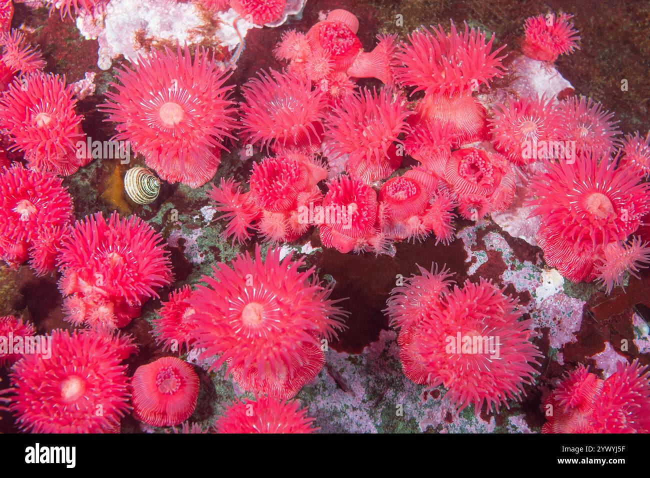 Discovery Passage Quadra Island Salish Sea Campbell River Vancouver ...
