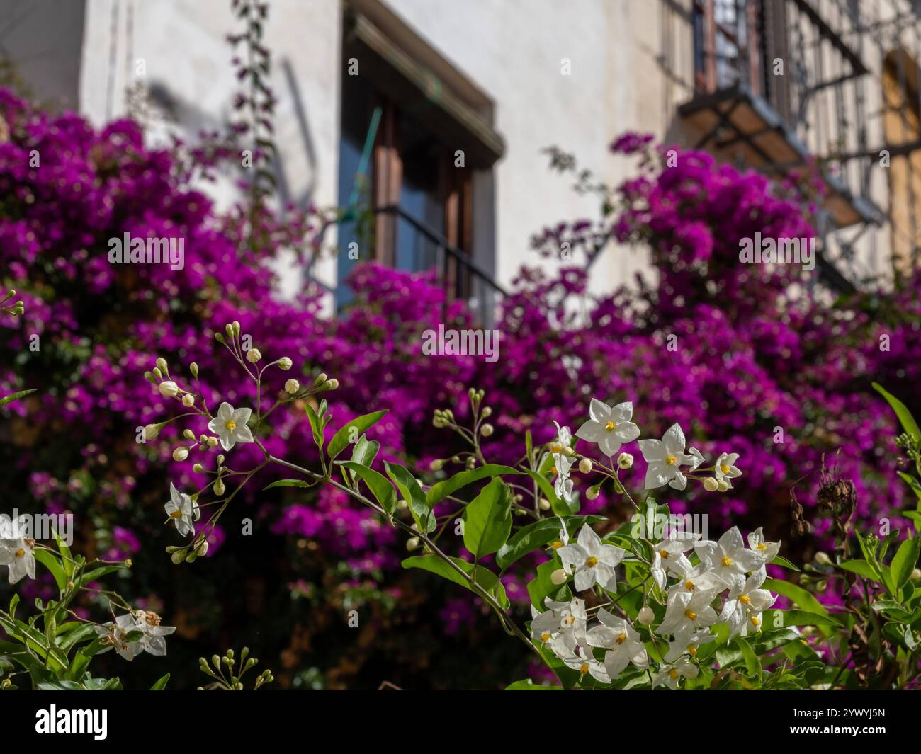 Facade of a typical house in the Albaicín (Granada) among purple ...