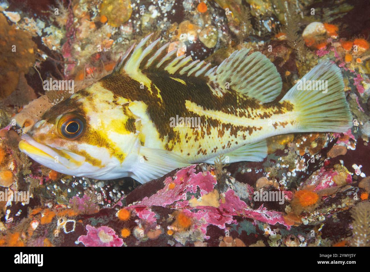 Copper rockfish Sebastes caurinus, Discovery Passage Quadra Island ...