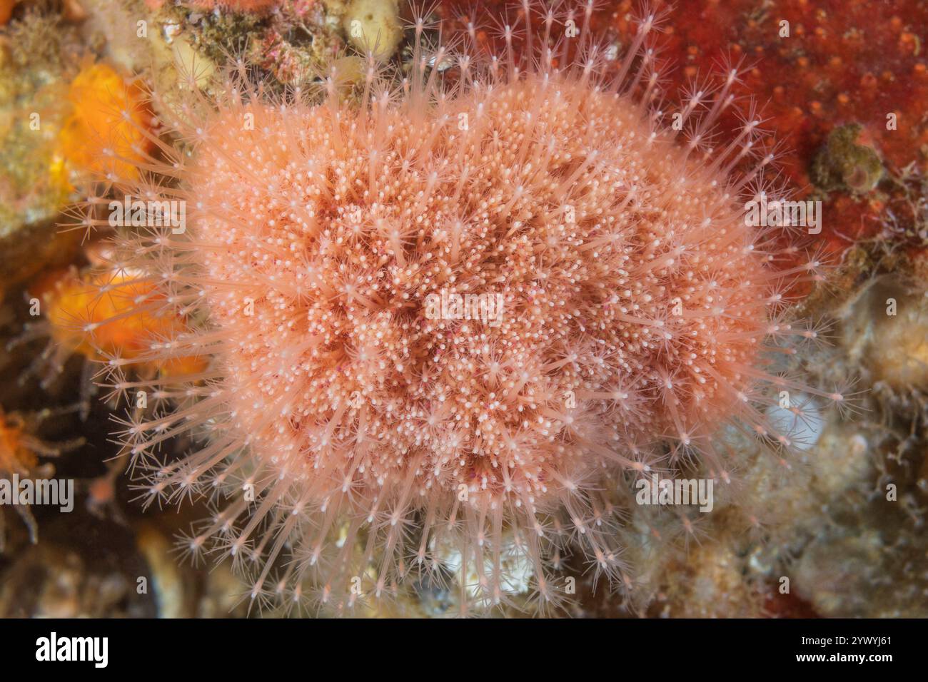 Discovery Passage Quadra Island Salish Sea Campbell River Vancouver ...