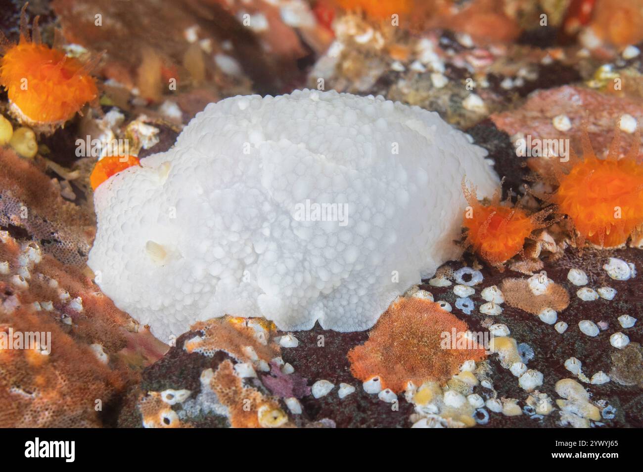Acorn barnacle Balanus glandula, Discovery Passage Quadra Island Salish ...