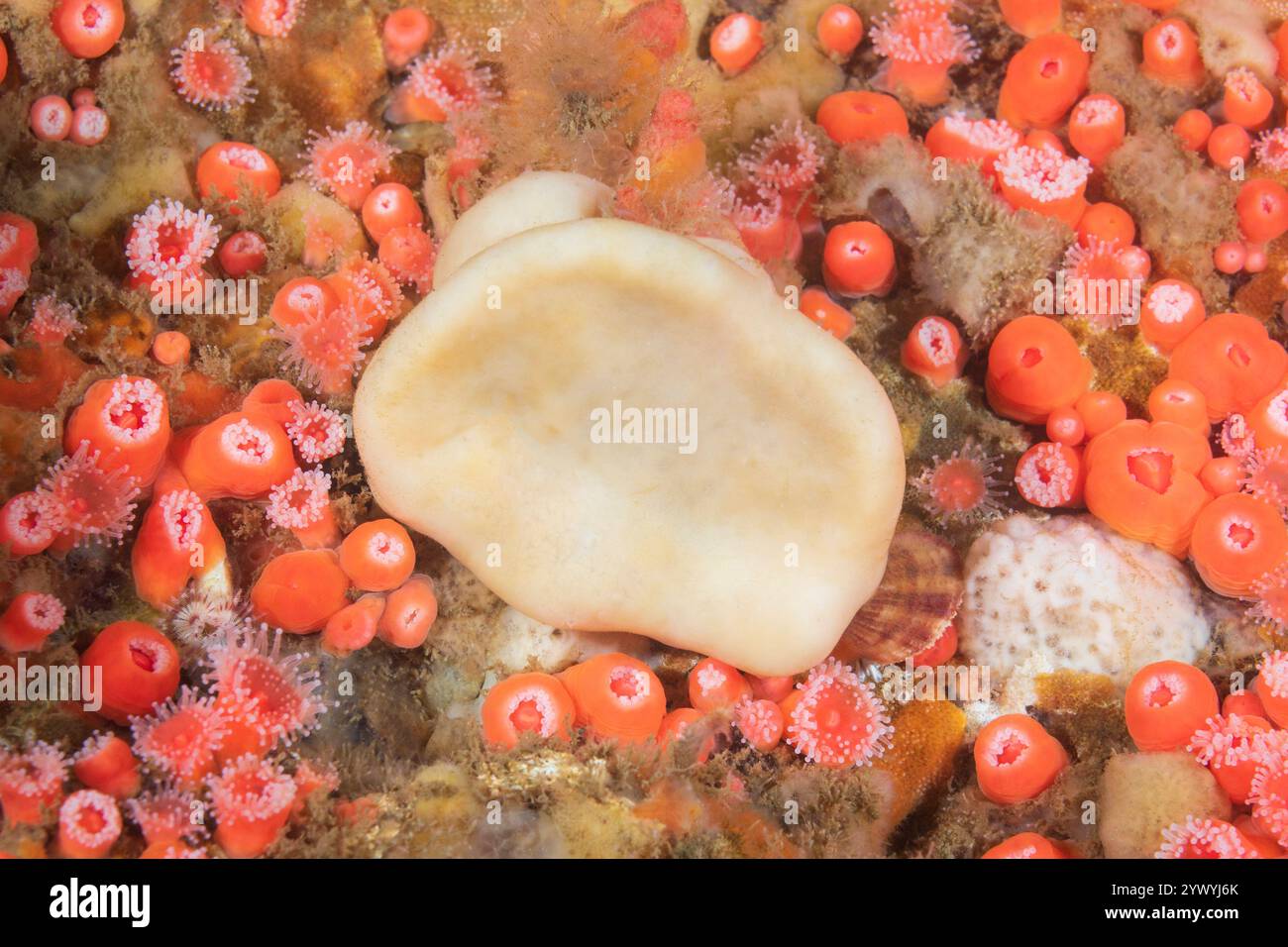 Cloud sponge Aphrocallistes vastus, Discovery Passage Quadra Island ...