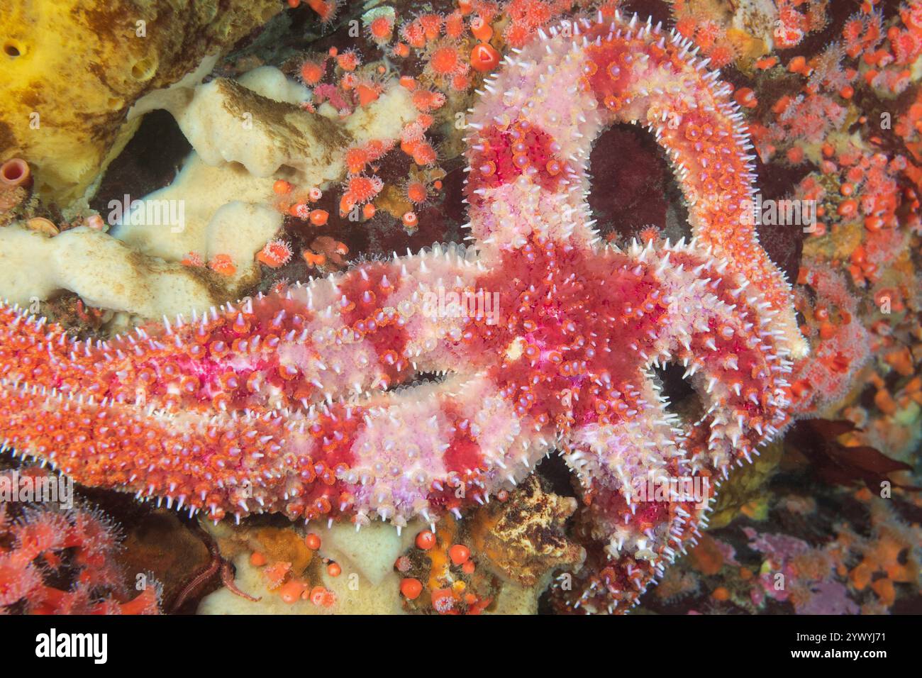 Discovery Passage Quadra Island Salish Sea Campbell River Vancouver ...