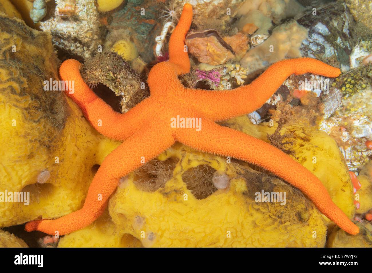 Leviuscula hi-res stock photography and images - Alamy