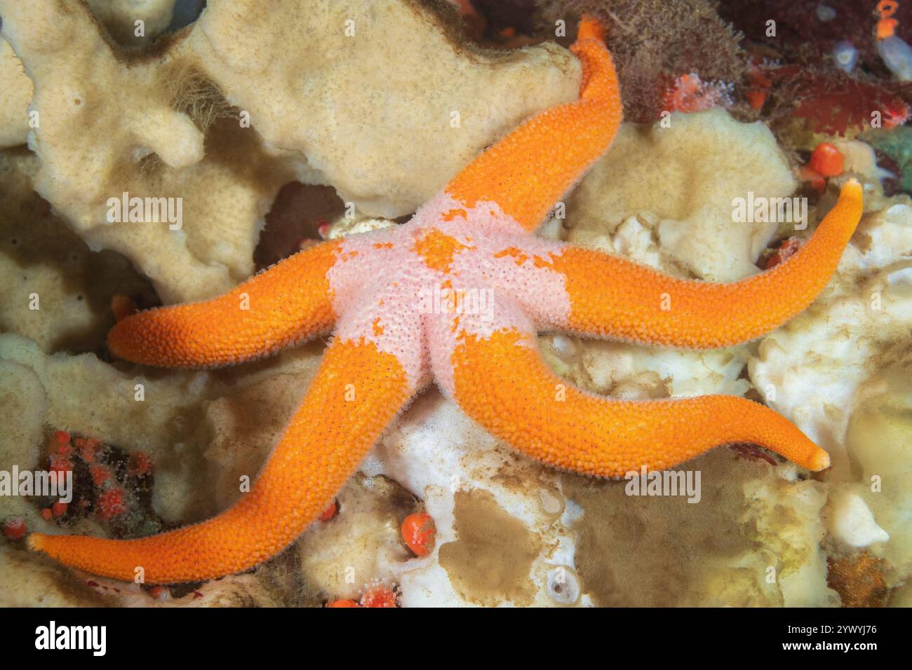 Armpit blood star Henricia sp, Discovery Passage Quadra Island Salish ...