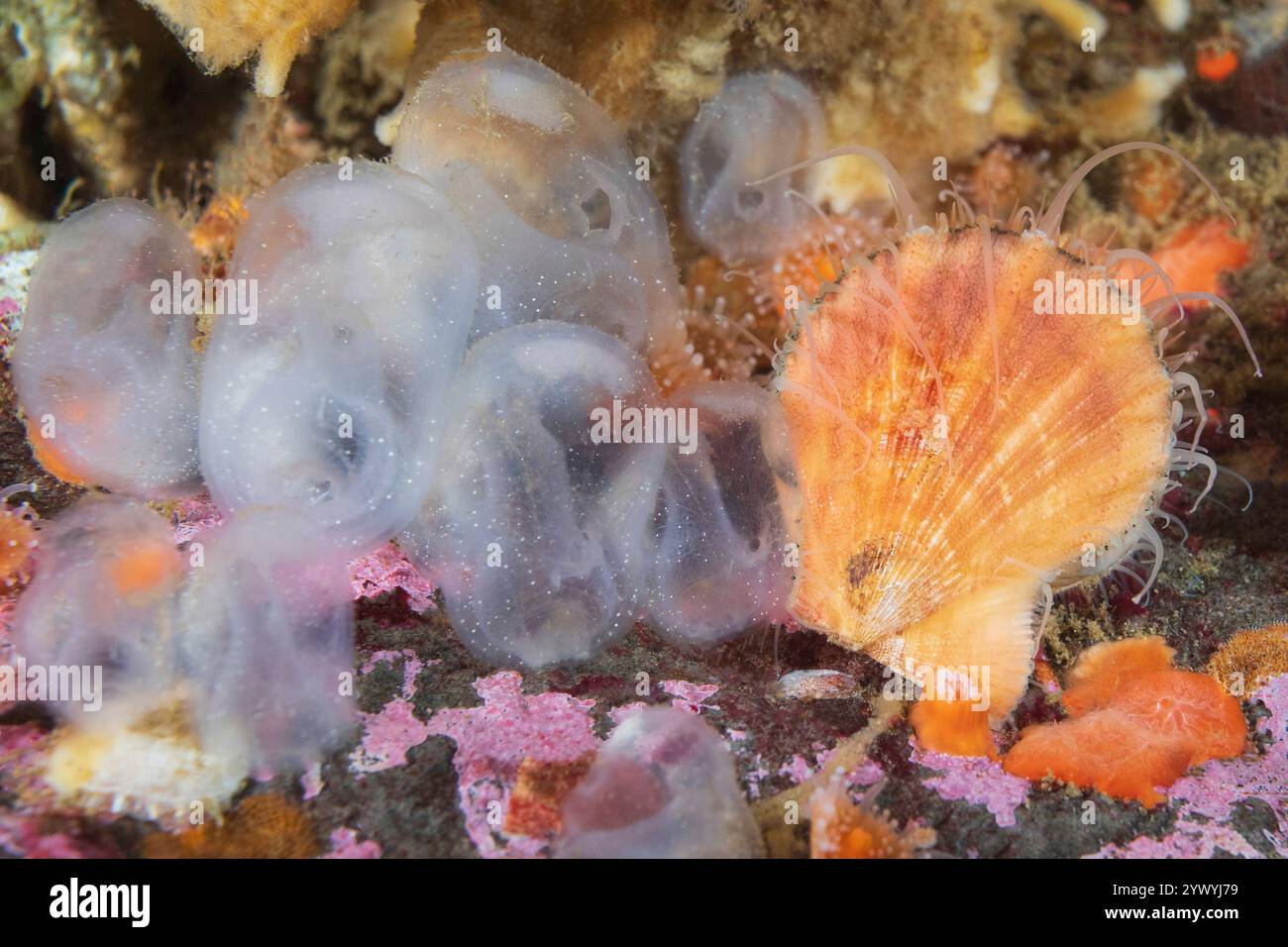 Brooding transparent tunicate Corella inflata, Discovery Passage Quadra ...