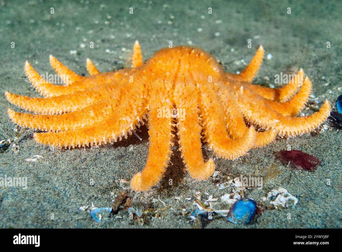 Discovery Passage Quadra Island Salish Sea Campbell River Vancouver ...