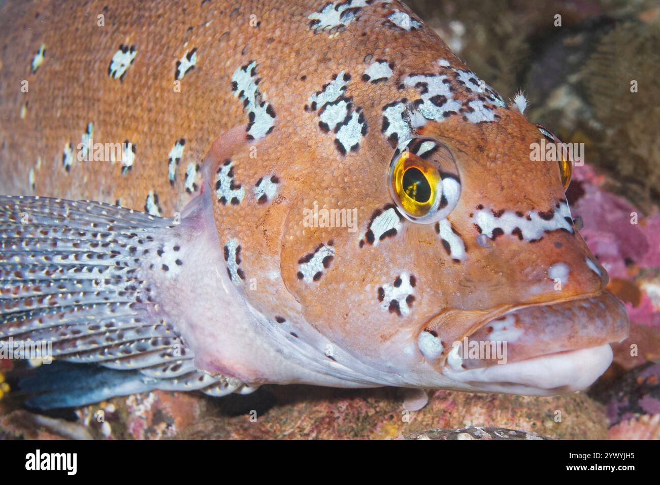 Kelp greenling Hexagrammos decagrammus, Keystone Jetty Keystone Marine ...