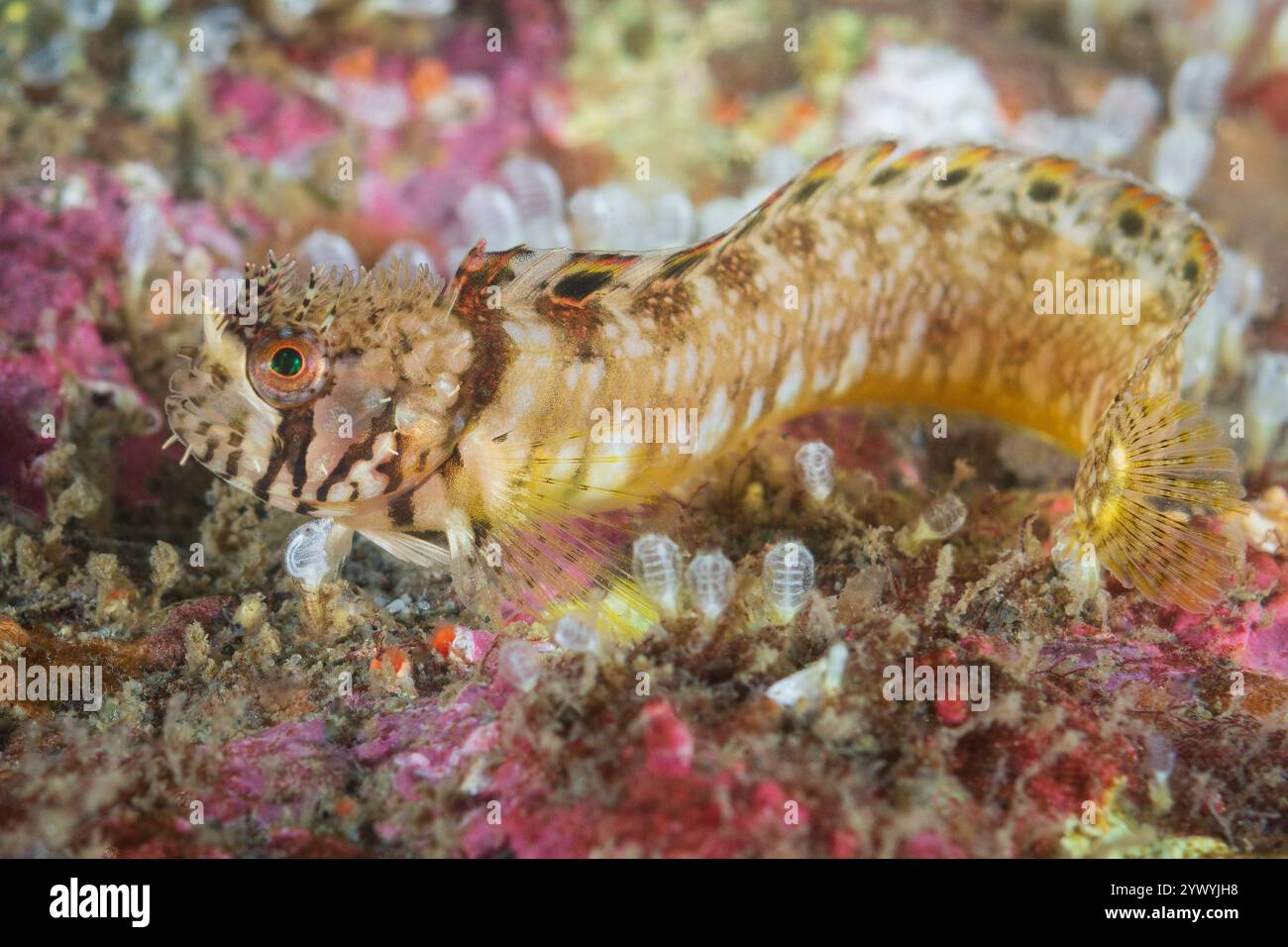 Keystone Jetty Keystone Marine Conservation Area Fort Casey State Park ...