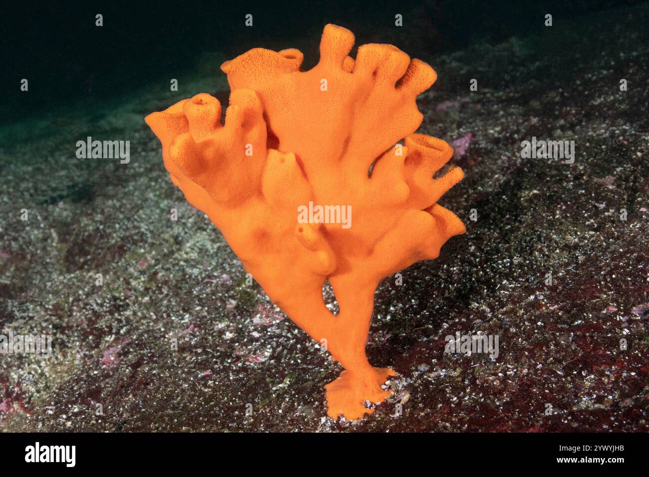 Orange finger sponge Amphiplctus rigida, Sechelt Inlet Agamemnon ...