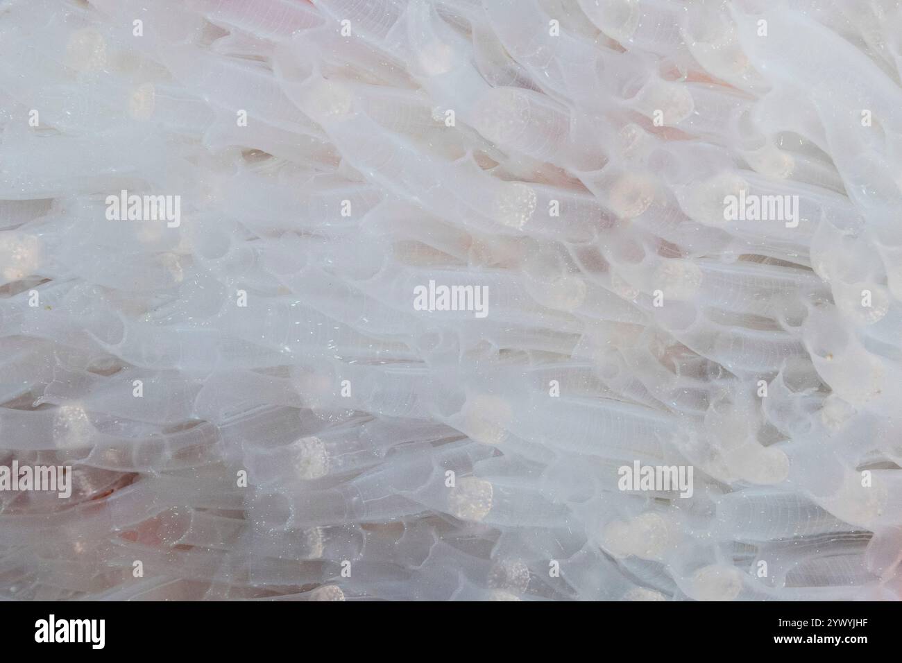 Sae vase Ciona savignyi, Sechelt Inlet Agamemnon Channel Sunshine Coast ...