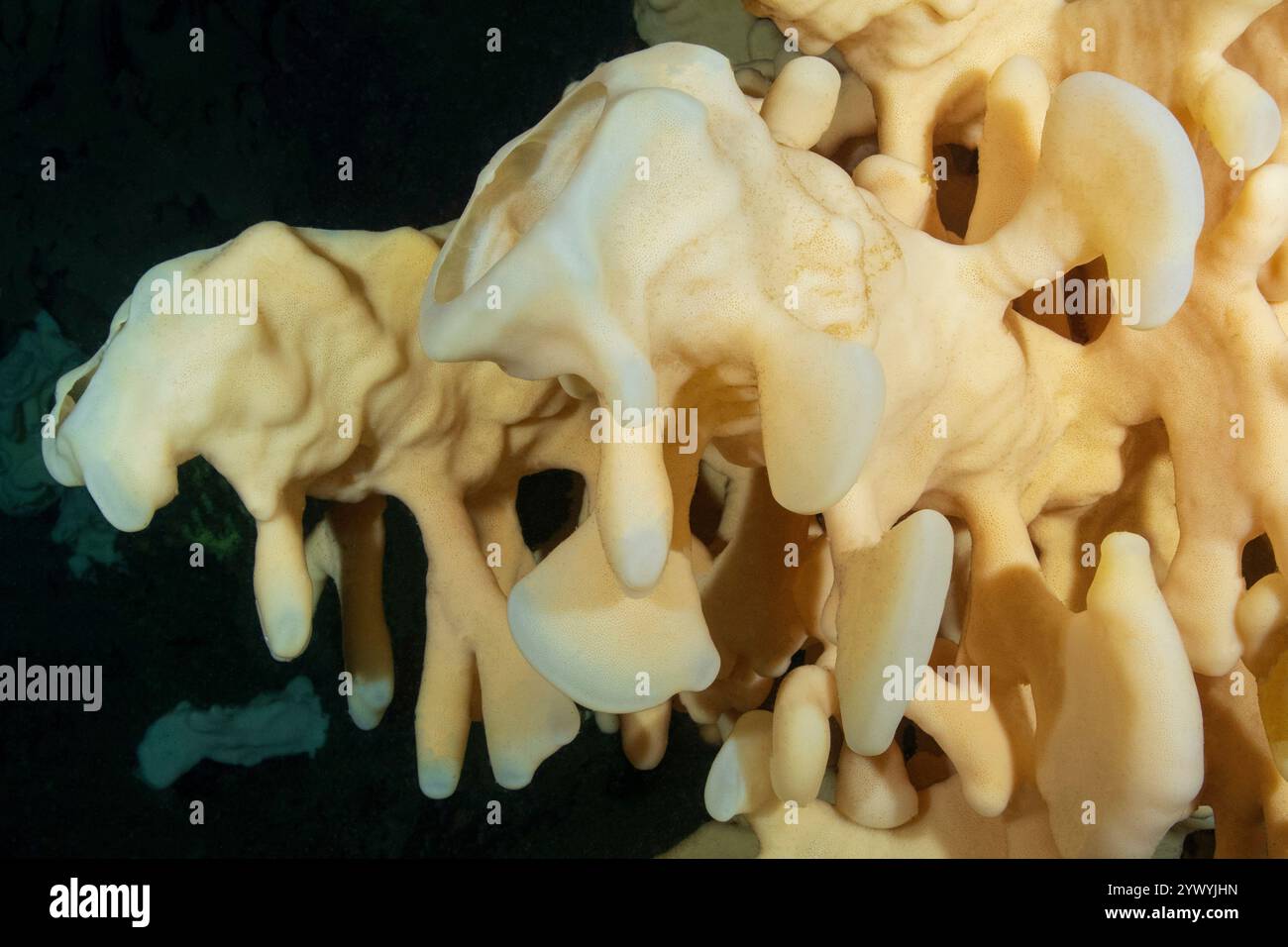 Cloud sponge Aphrocallistes vastus, Sechelt Inlet Agamemnon Channel ...