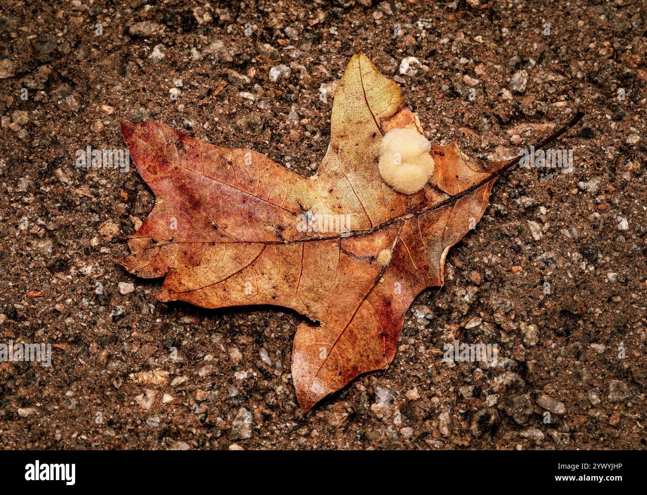 Insect induced Wooly Oak Gall (abnormal growth) on a leaf seen in ...