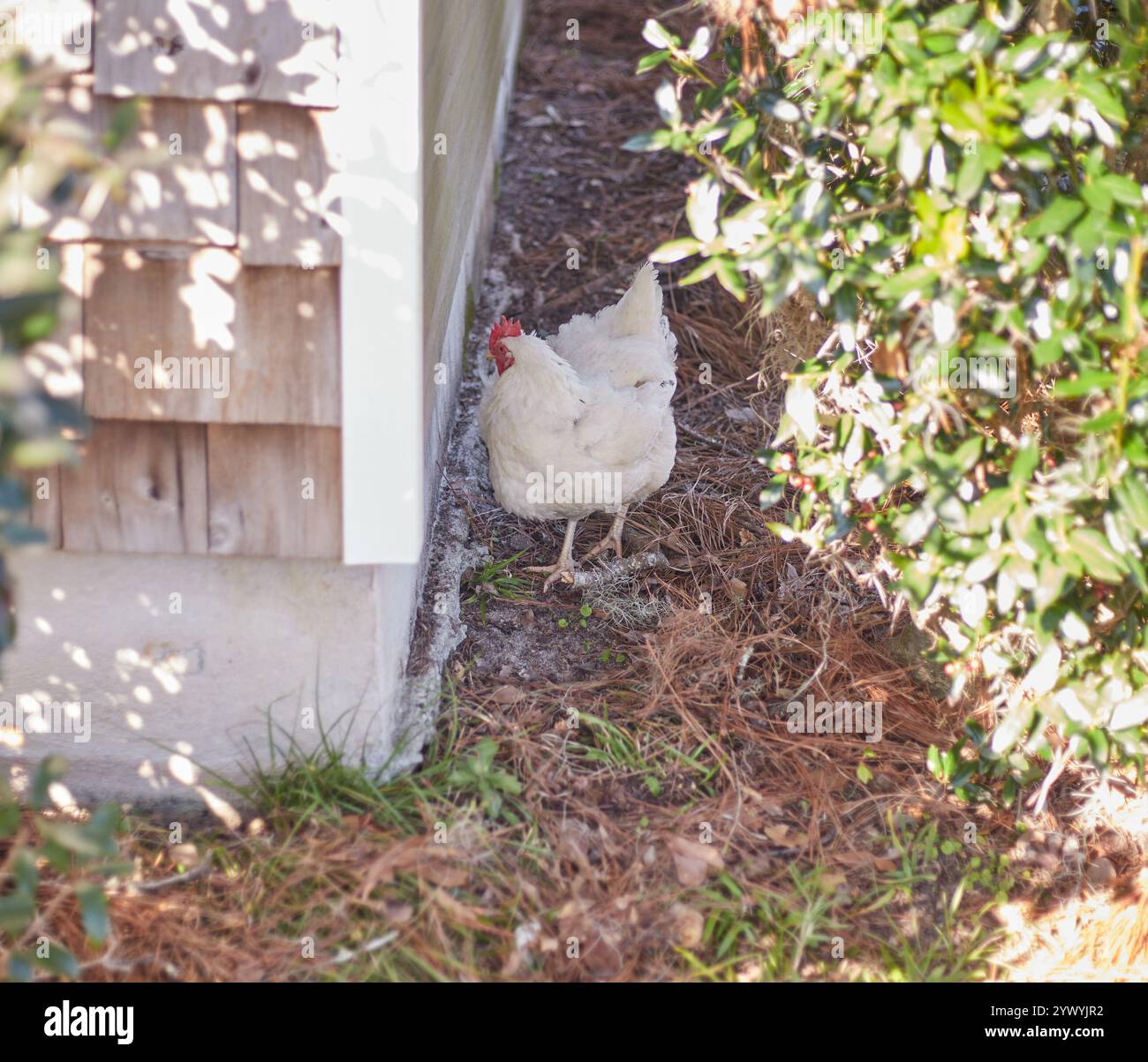 Eating insects hi-res stock photography and images - Alamy